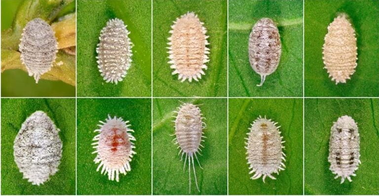 Hama Tanaman Kutu Putih: Ancaman dan Cara Pencegahannya