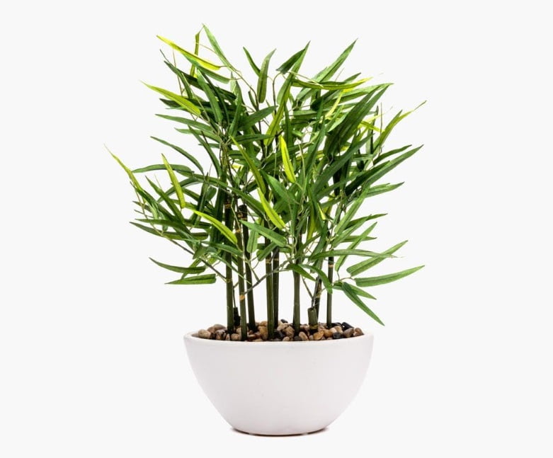 Bambu Mini Hias : Elegansi dalam Ukuran Kecil