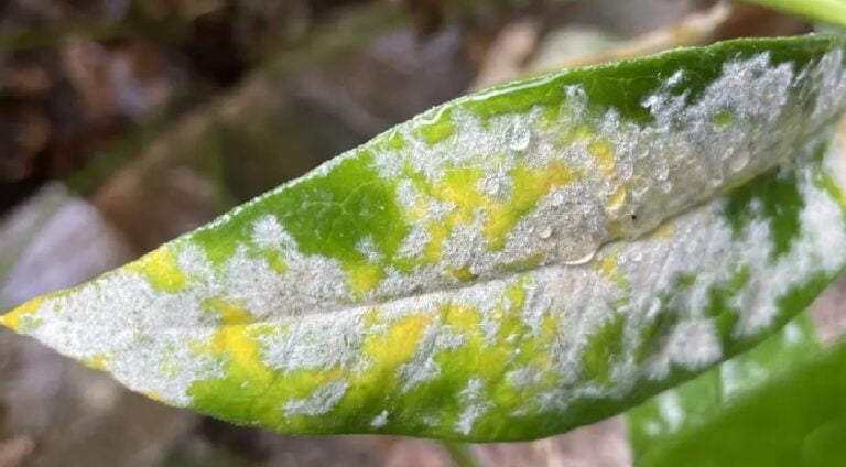 Penyakit Jamur pada Tanaman: Penyebab, Gejala, dan Cara Mengendalikannya