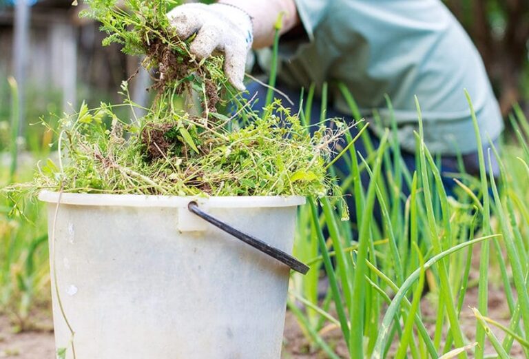 Gulma Tanaman: Jenis, Dampak, dan Metode Pengendalian