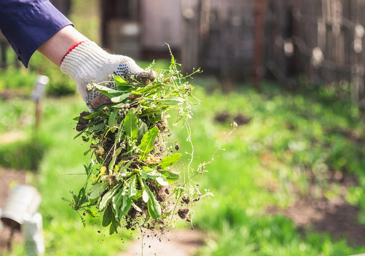 Gulma Tanaman: Jenis, Dampak, dan Metode Pengendalian