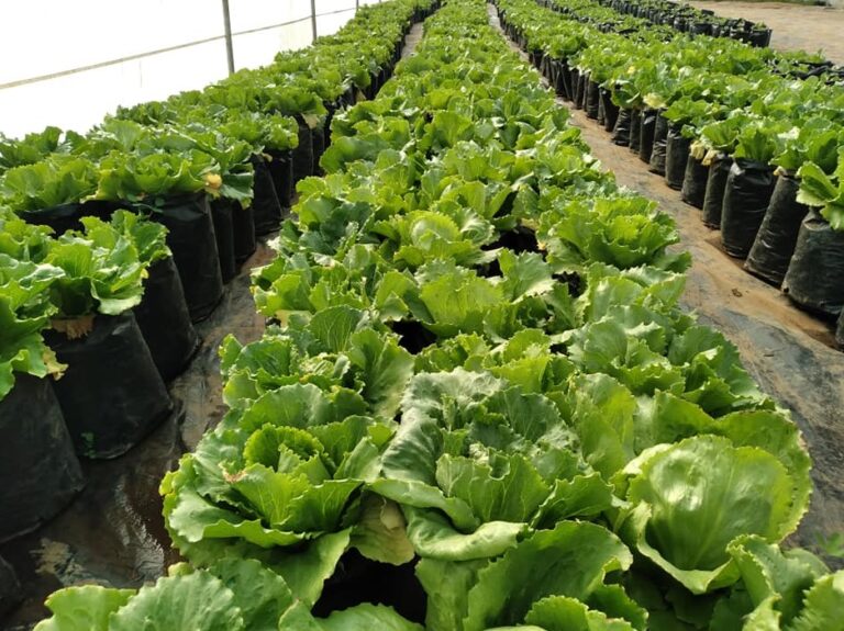 Menanam Sayur di Polybag: Cara dan Triknya