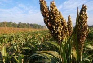 Tanaman Sorgum: Segalanya yang Perlu Anda Ketahui