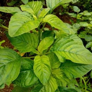 Mengenal Tanaman Bayam: Manfaat, Jenis, dan Cara Budidaya