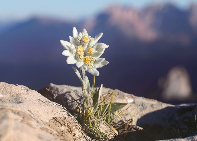 Bunga Edelweis: Simbol Keabadian dari Pegunungan