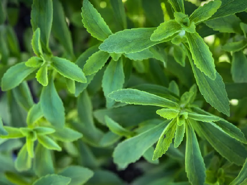 Tanaman Stevia: Pemanis Alami yang Populer - tetanam tentang tanaman