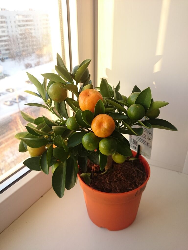 Panduan Menanam Tanaman Buah Jeruk dalam Pot