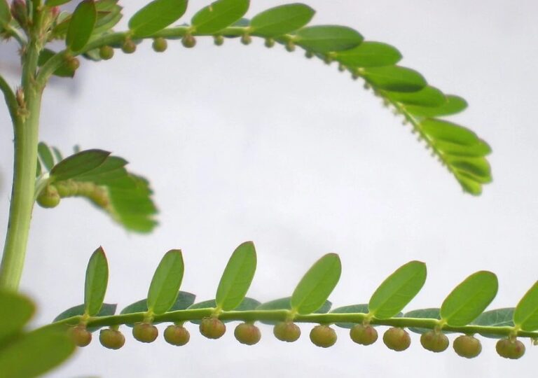 Meniran : Tanaman Unik dengan Segudang Manfaat Kesehatan