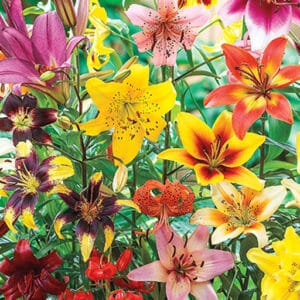 Bunga Lili: Lambang & Khasiat Dibalik Keindahanya