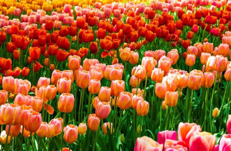 Bunga Tulip: Si Indah yang Populer