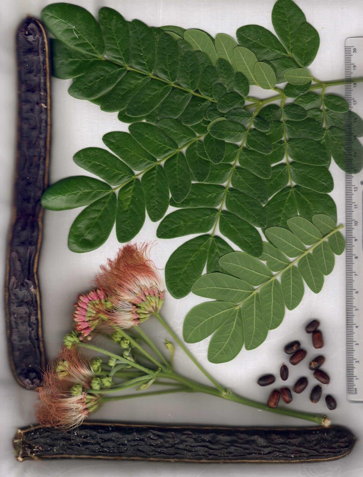 Pohon Trembesi: Raksasa Anggun Penyerap Co2