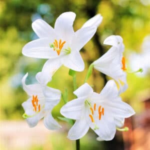 Bunga Lili: Lambang & Khasiat Dibalik Keindahanya