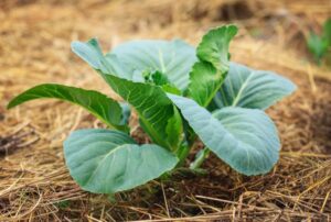 Mengenal Mulsa Tanaman: Fungsi Jenis dan Perhitunganya