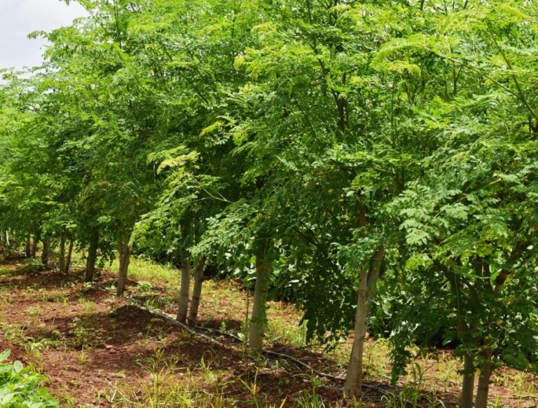 Moringa Oleifera: Tanaman Pohon Kelor si “Super Food”