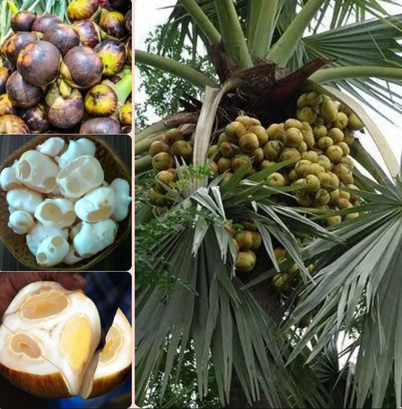 Buah Lontar