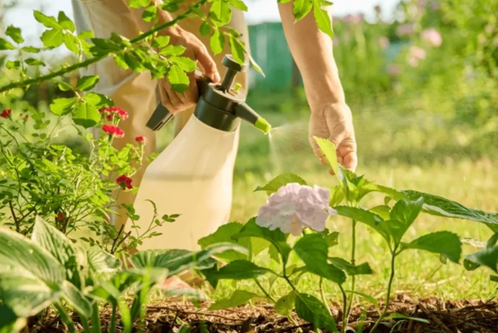 Cara Membuat Pestisida Alami: Solusi Ramah Lingkungan