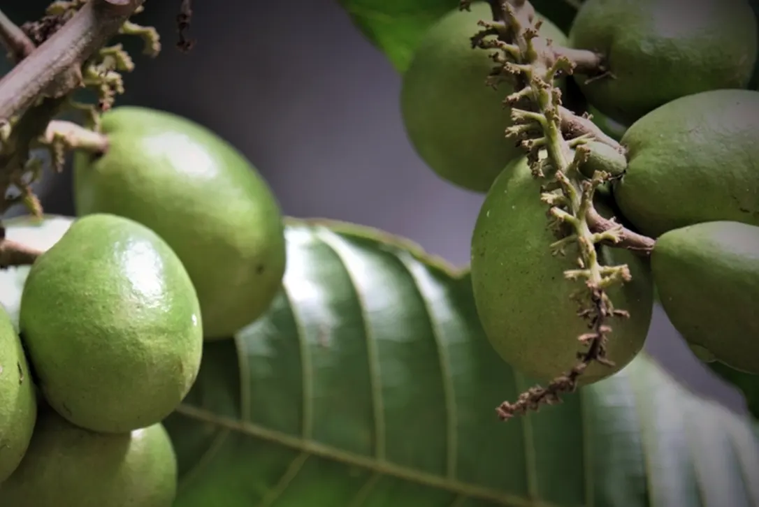 Pohon Matoa: Tanaman Buah Unik dari Papua