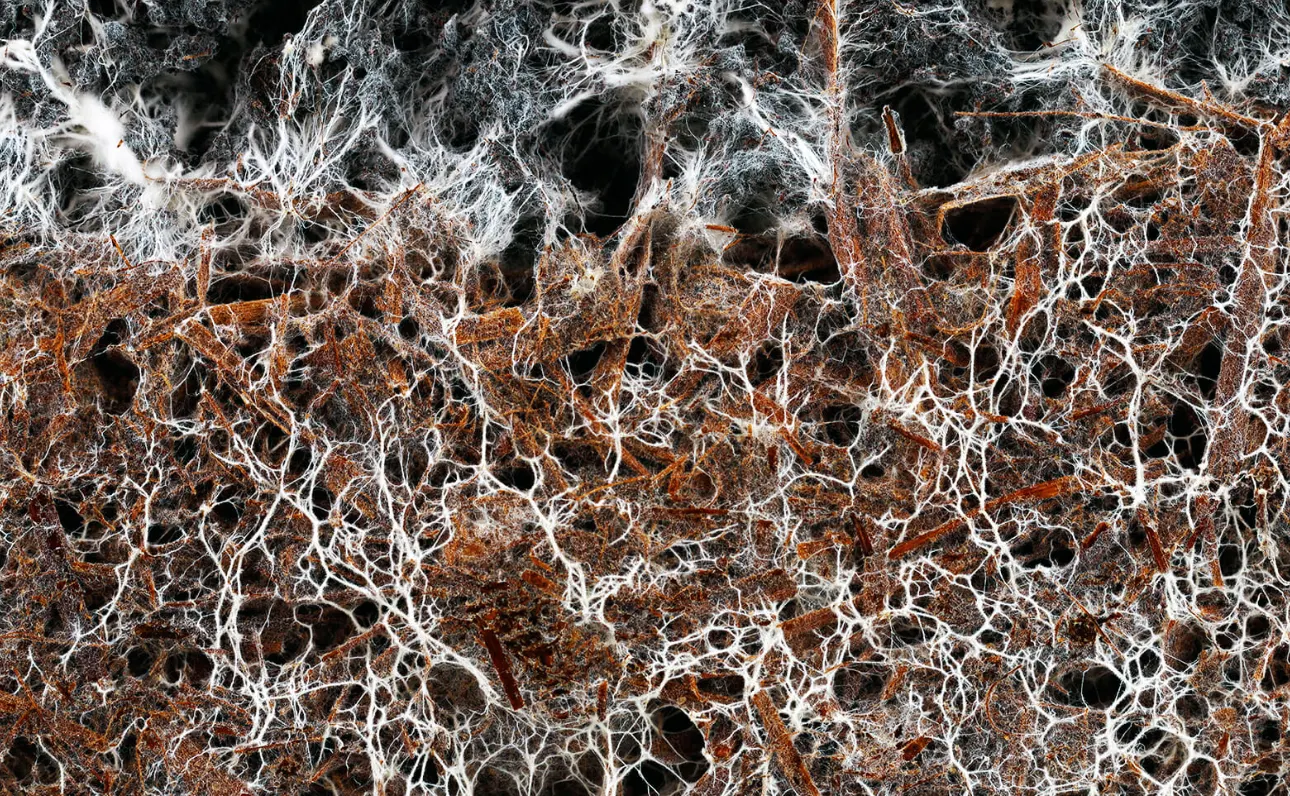 Mikroba Mikoriza: Peran Penting dalam Pertumbuhan Tanaman