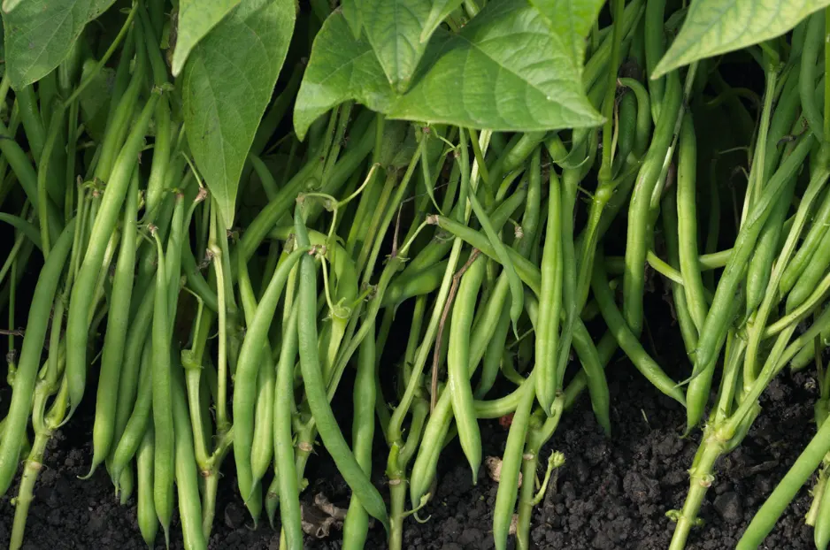 Buncis: Sayuran Polong Penuh Nutrisi yang Mudah Ditanam