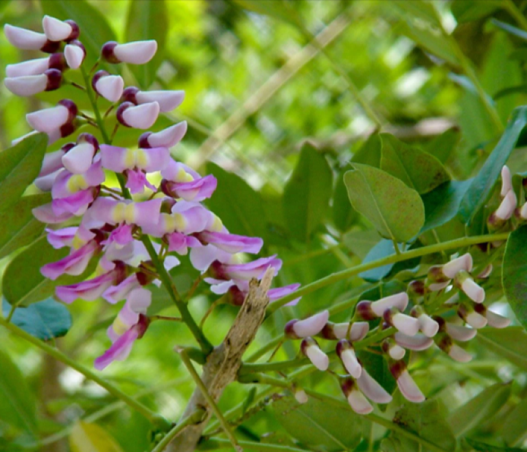 Kayu Gamal: Manfaat dan Potensi Tanaman Serbaguna