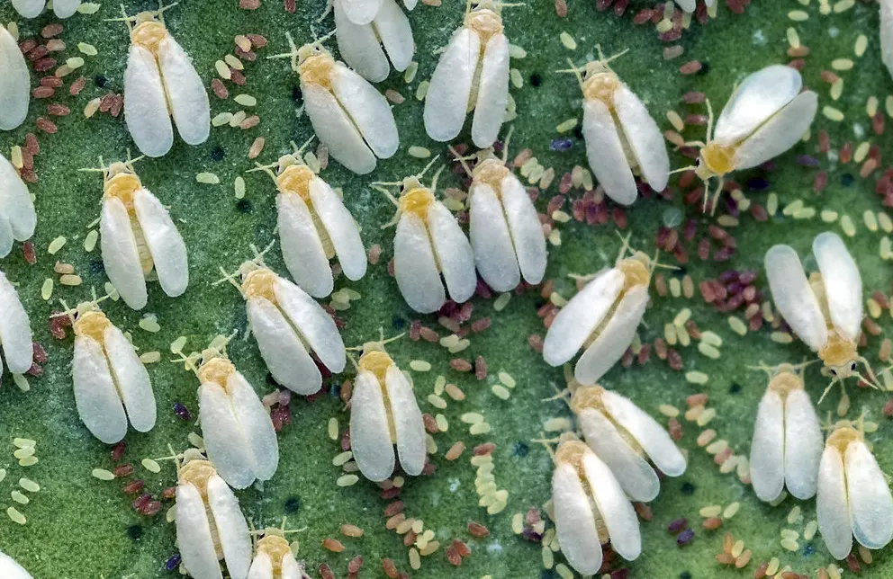 Membasmi Kutu Kebul: Panduan Ampuh Lindungi Tanaman Anda