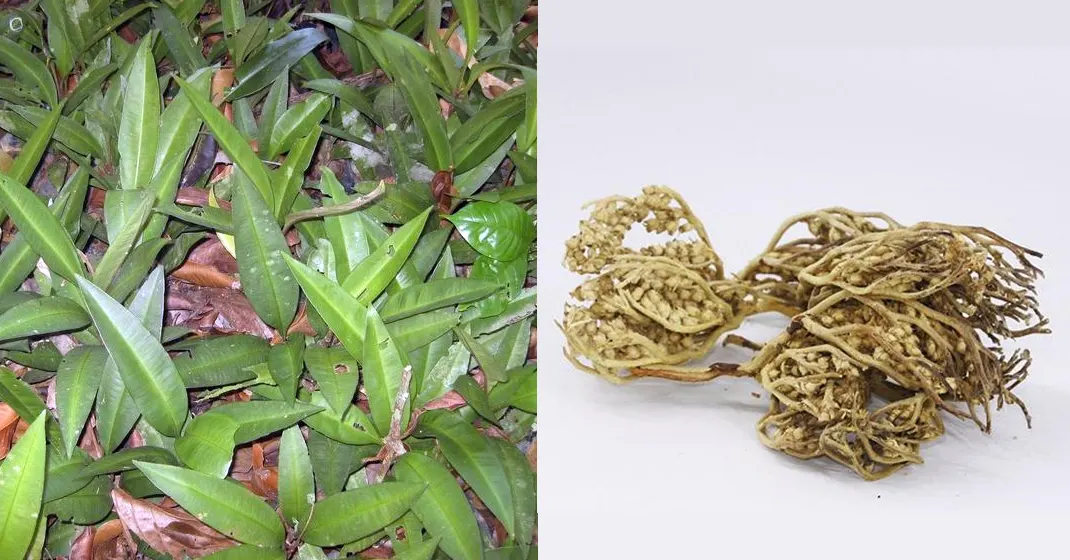 Rumput Fatimah: Mitos Persalinan, Manfaat, & Cara Tanam